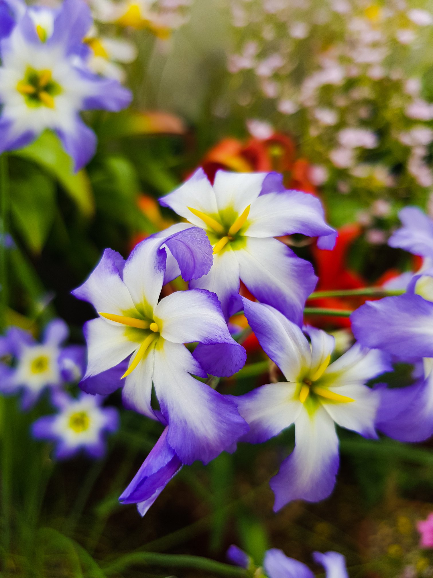 Earth Day, Kew Gardens – redness of red